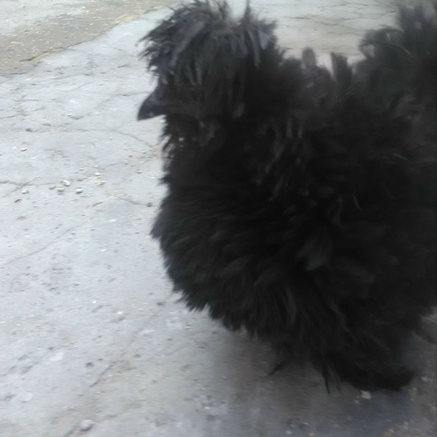 Сизли(курчавые шелки)