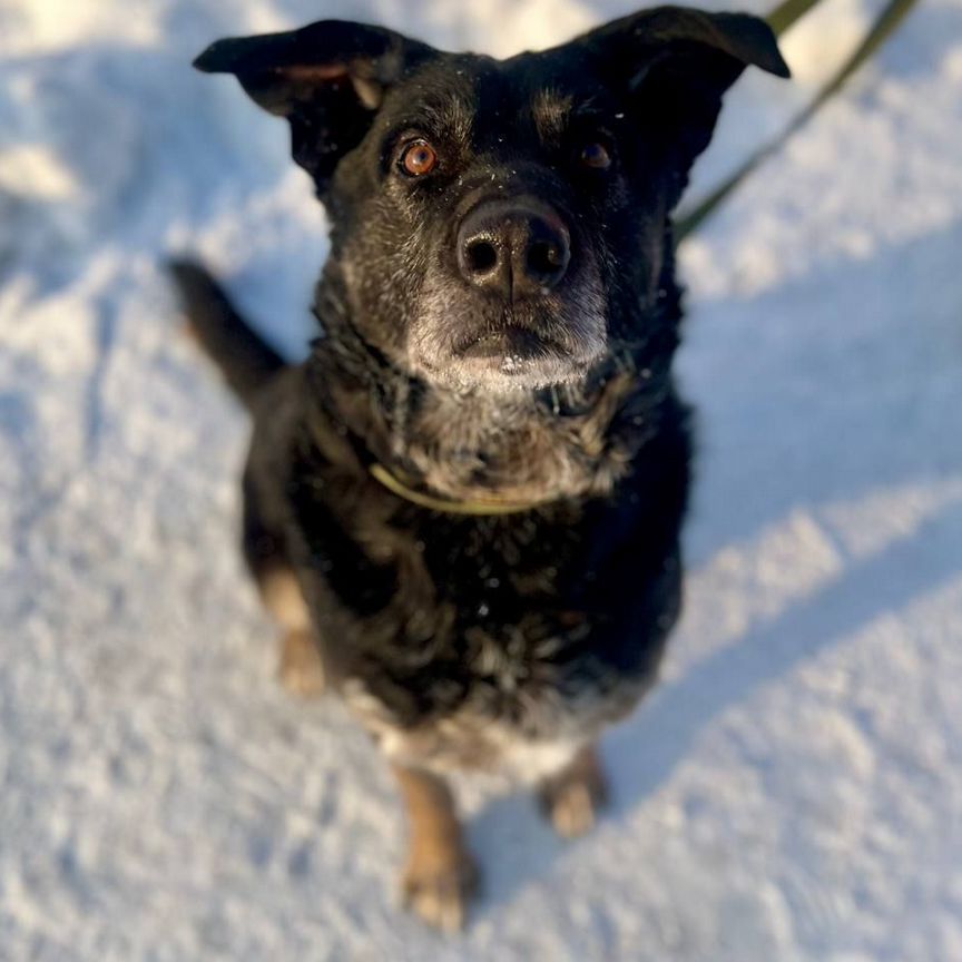 Взрослый пёс в добрые руки