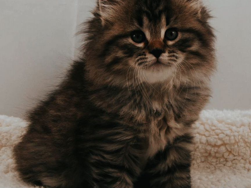 Сибирские пуховые девчушки