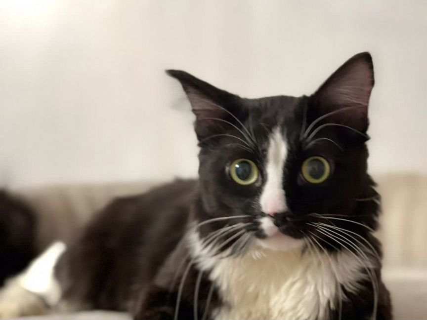 Кот молодой в добрые руки