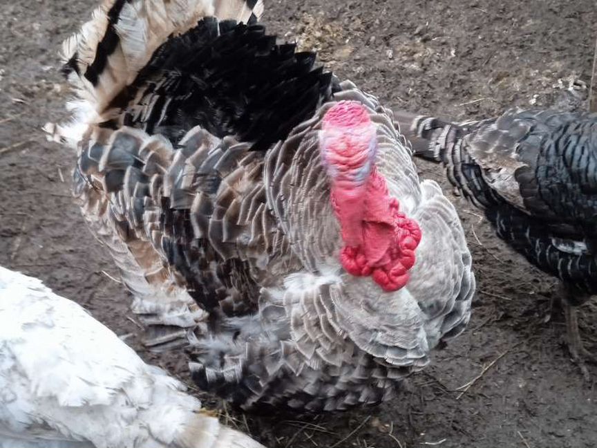Индюки домашние