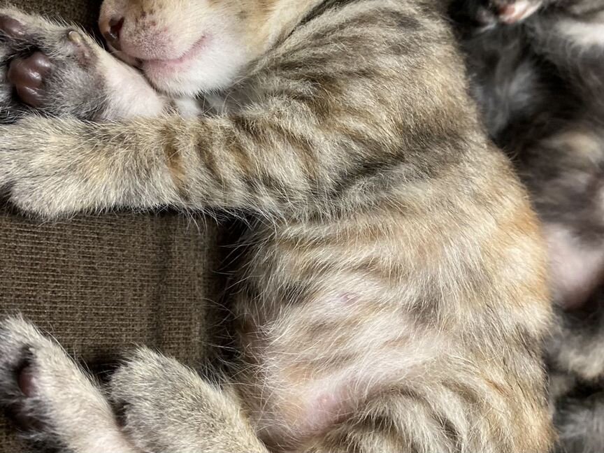 Котята