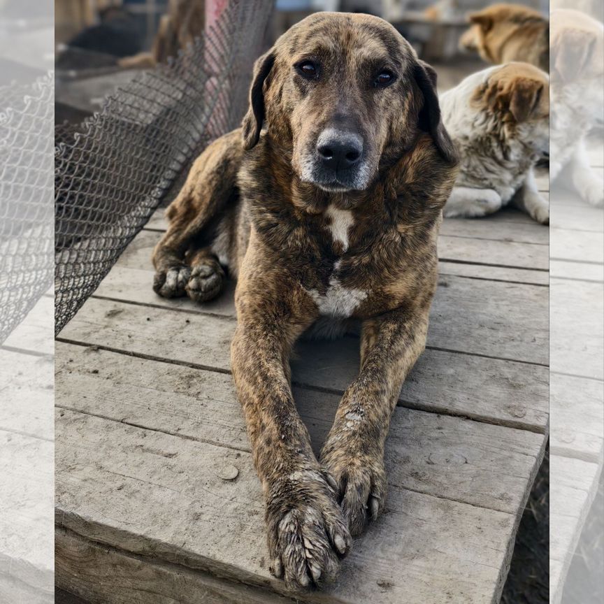 Взрослый пёс в добрые руки