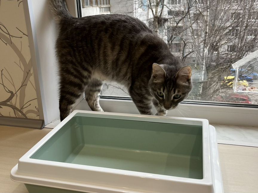 Кошачий лоток "кис"