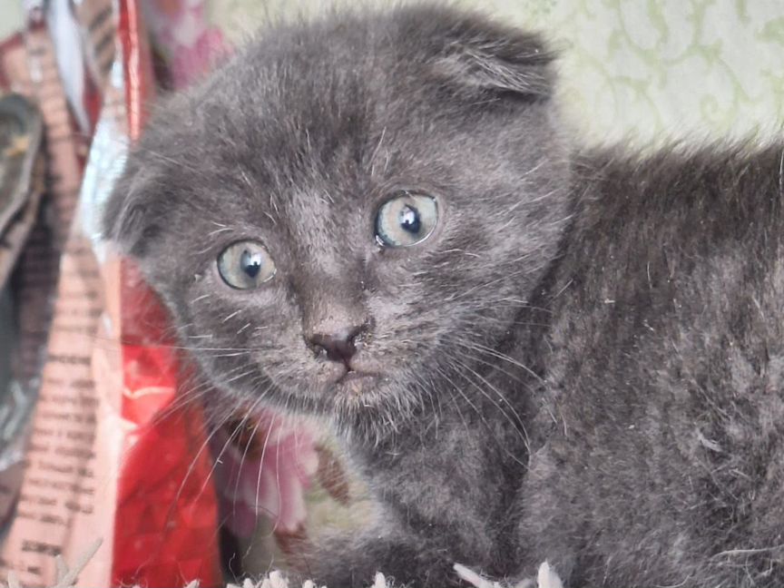 Шотландский вислоухий