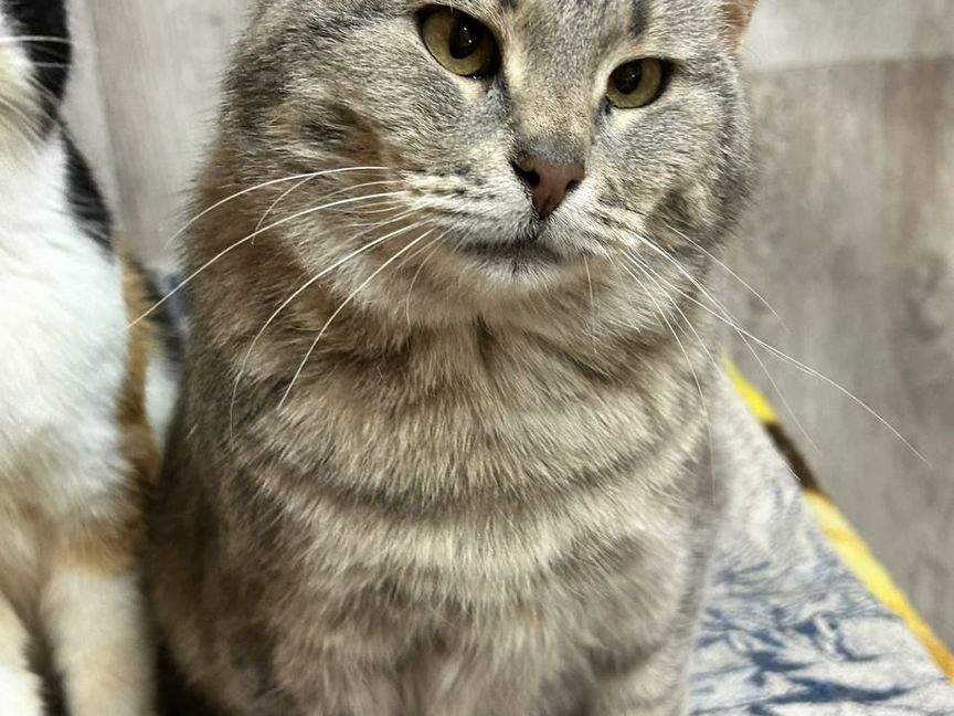 Кошки в добрые руки