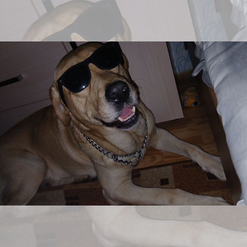 Лабрадор-ретривер, взрослый пёс