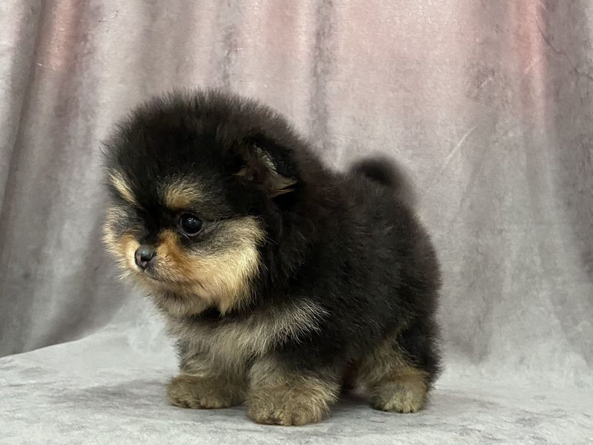 Померанский шпиц черно подпалый