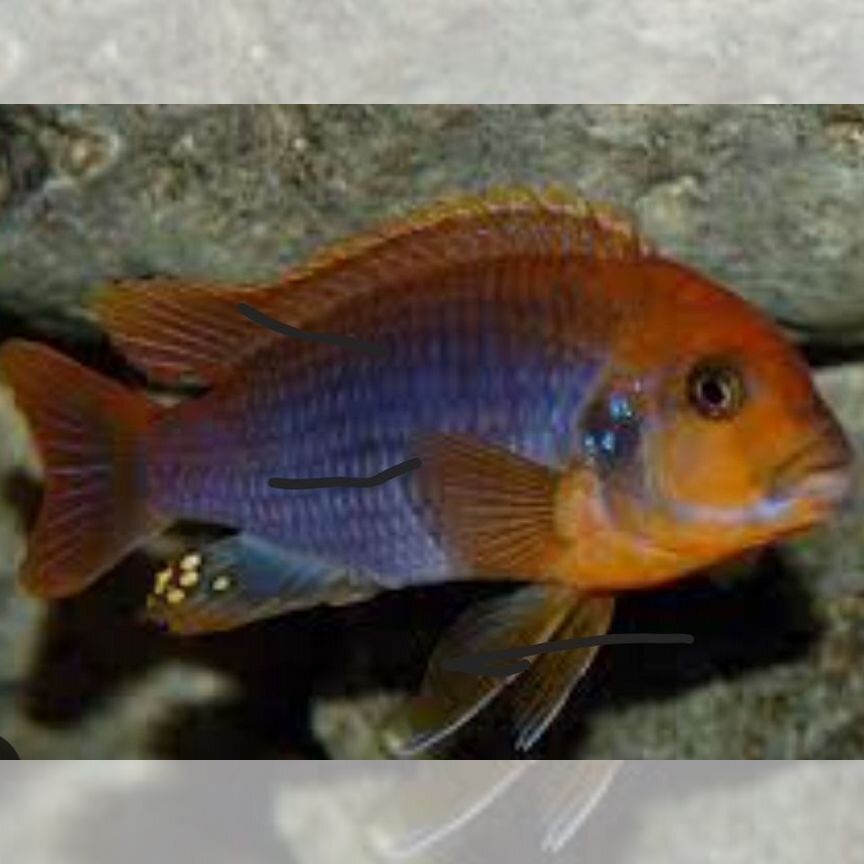 Йодотрофеус Шпренгера рыбки аквариумные