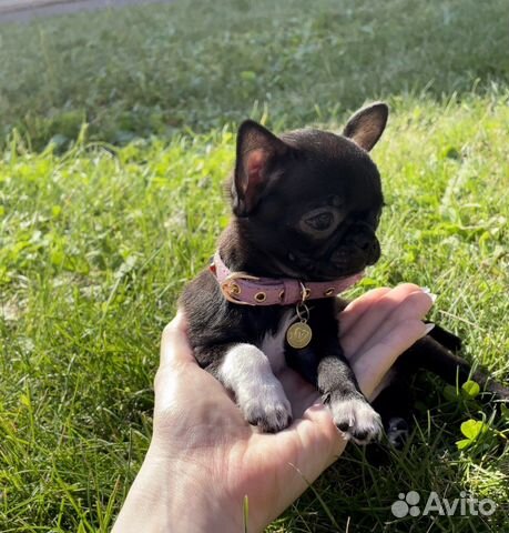 Маленькая кнопочка Чихуахуа