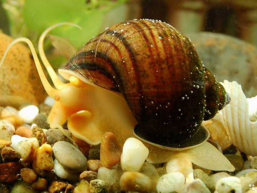 Улитки ампулярии малыши