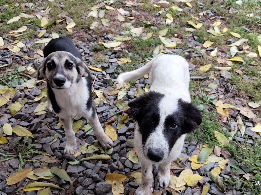 Отличные щенки