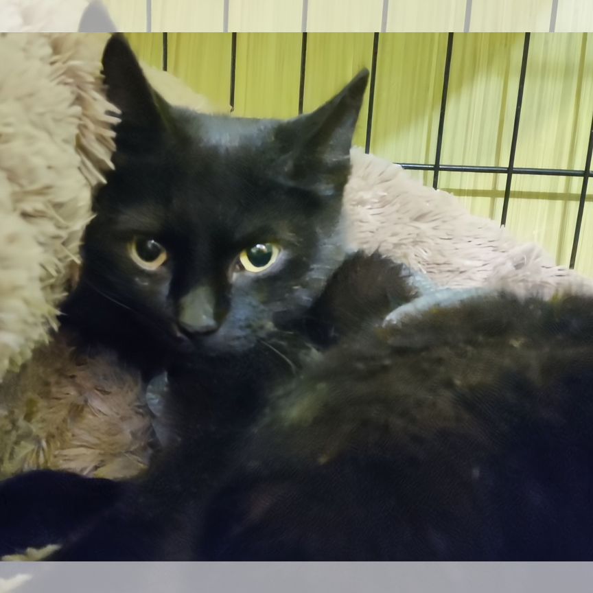 Взрослая кошка в добрые руки