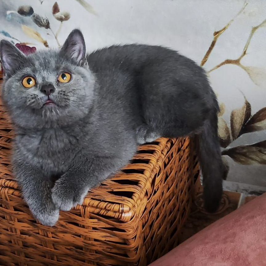 Котенок девочка британка