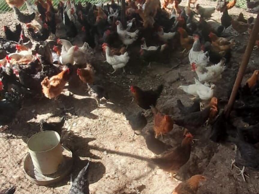 Куры несушки