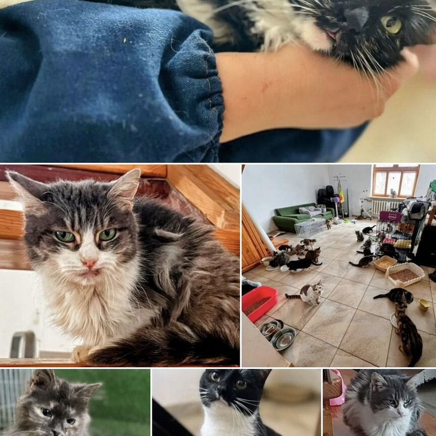 Взрослая, кошка в добрые руки