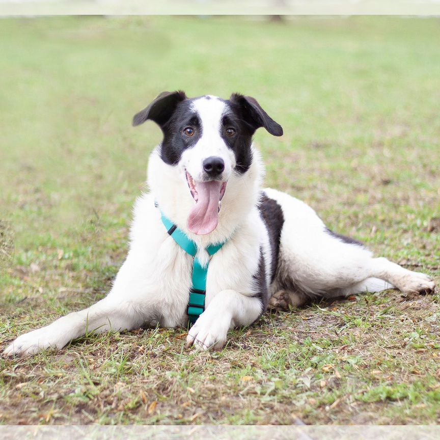 Щенок из приюта