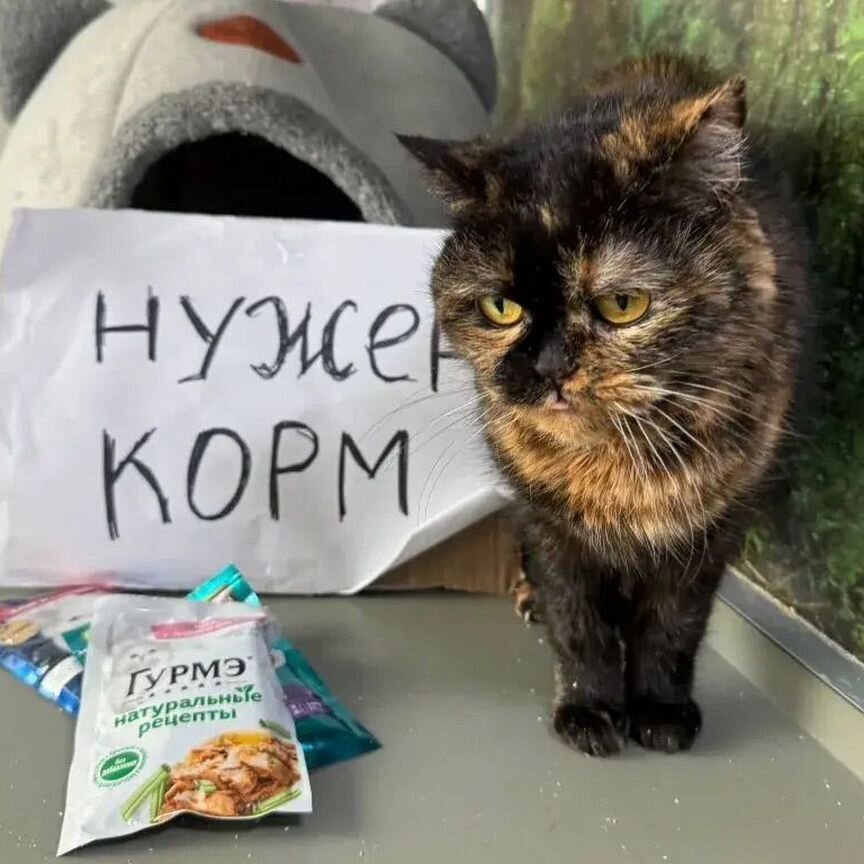 Взрослая, кошка в добрые руки
