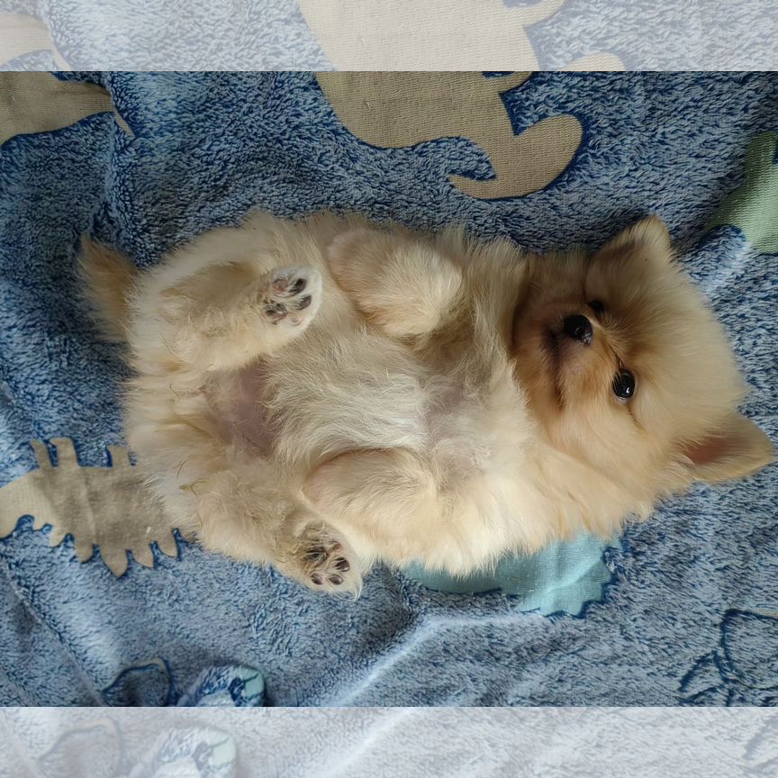 Померанский шпиц, щенок