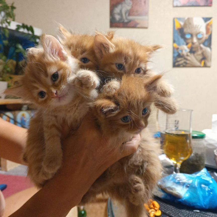 Рыжее счастье в подарок