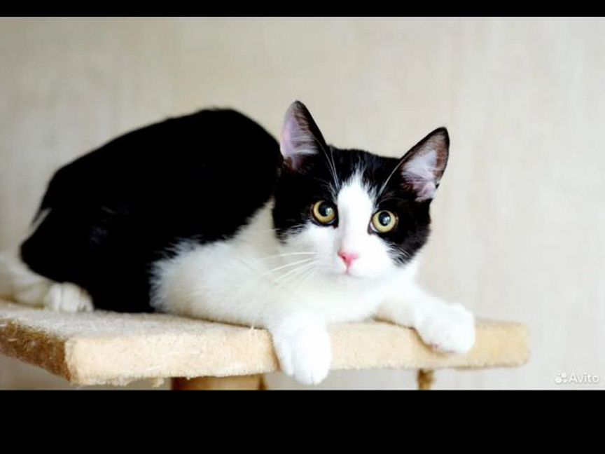 Котёнок Сатурн