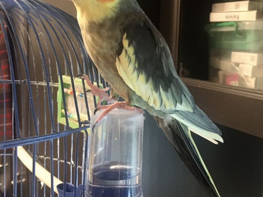 Попугай корелла с клеткой в добрые руки