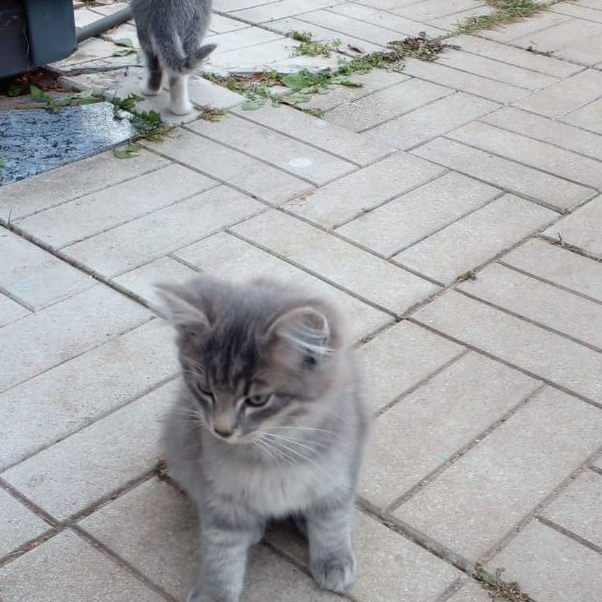 Котёнок в добрые руки