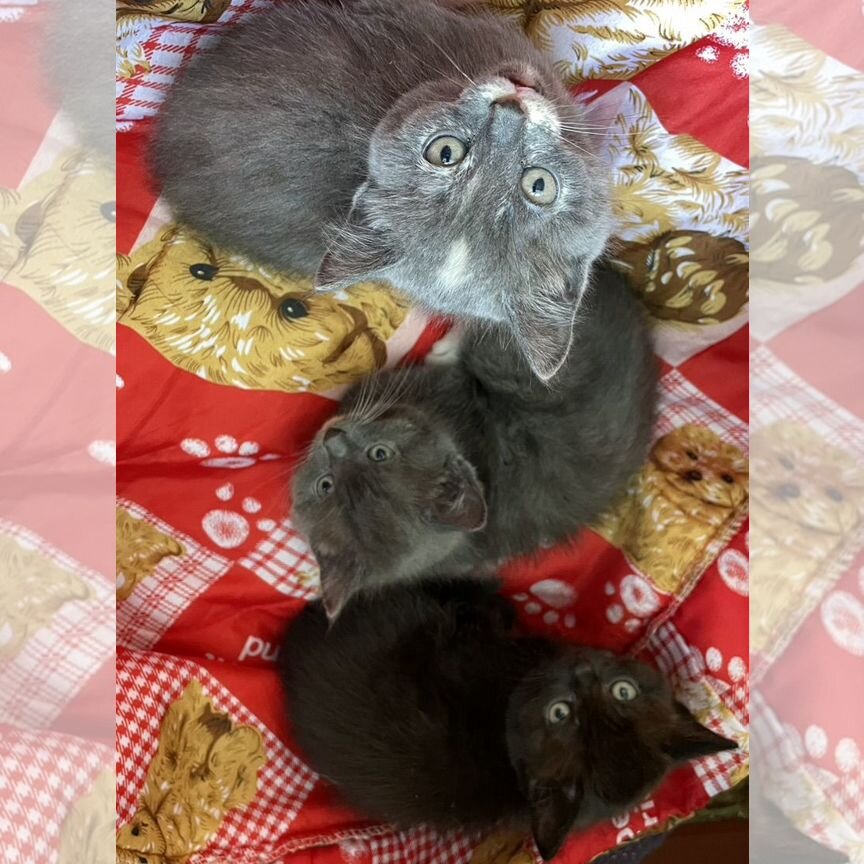 Домашние животные котята