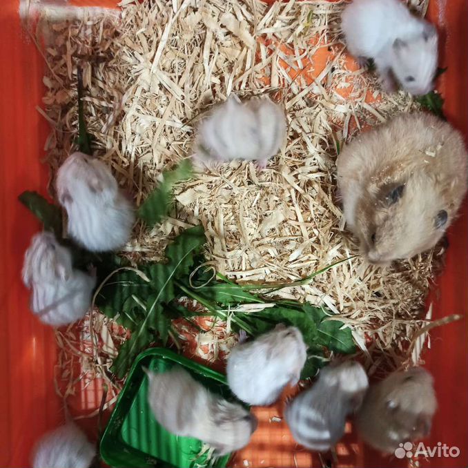 Сирийские хомячки