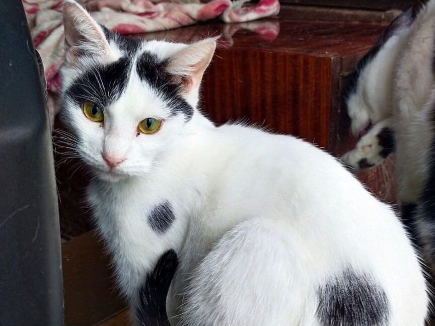 Кошечка в добрые руки