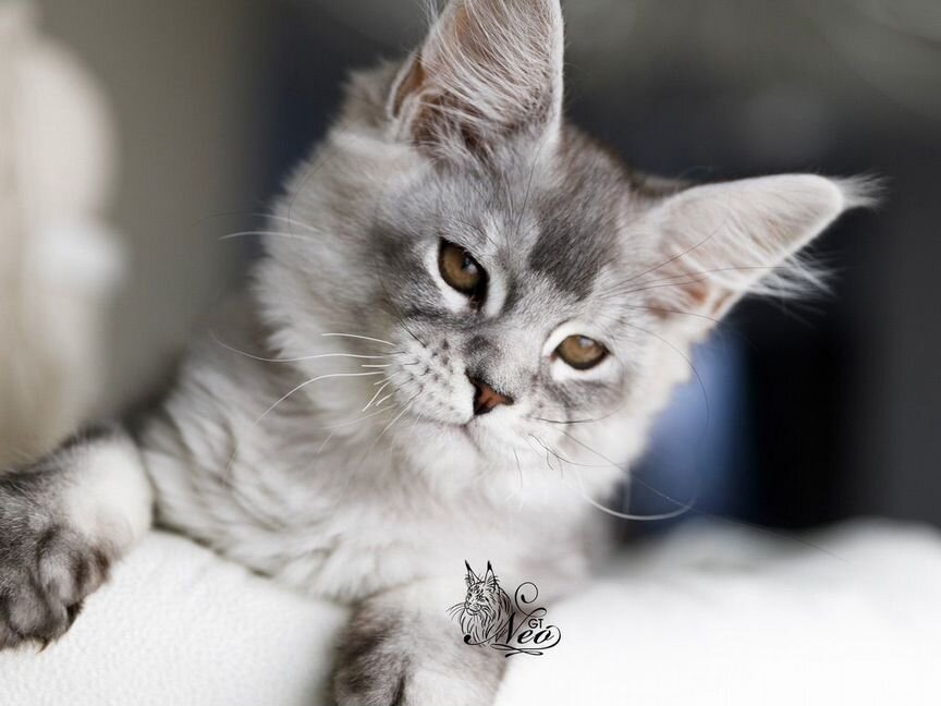 Котята мейн-кун