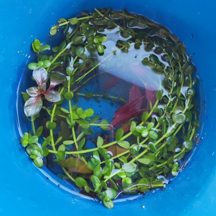 Бакопа монье