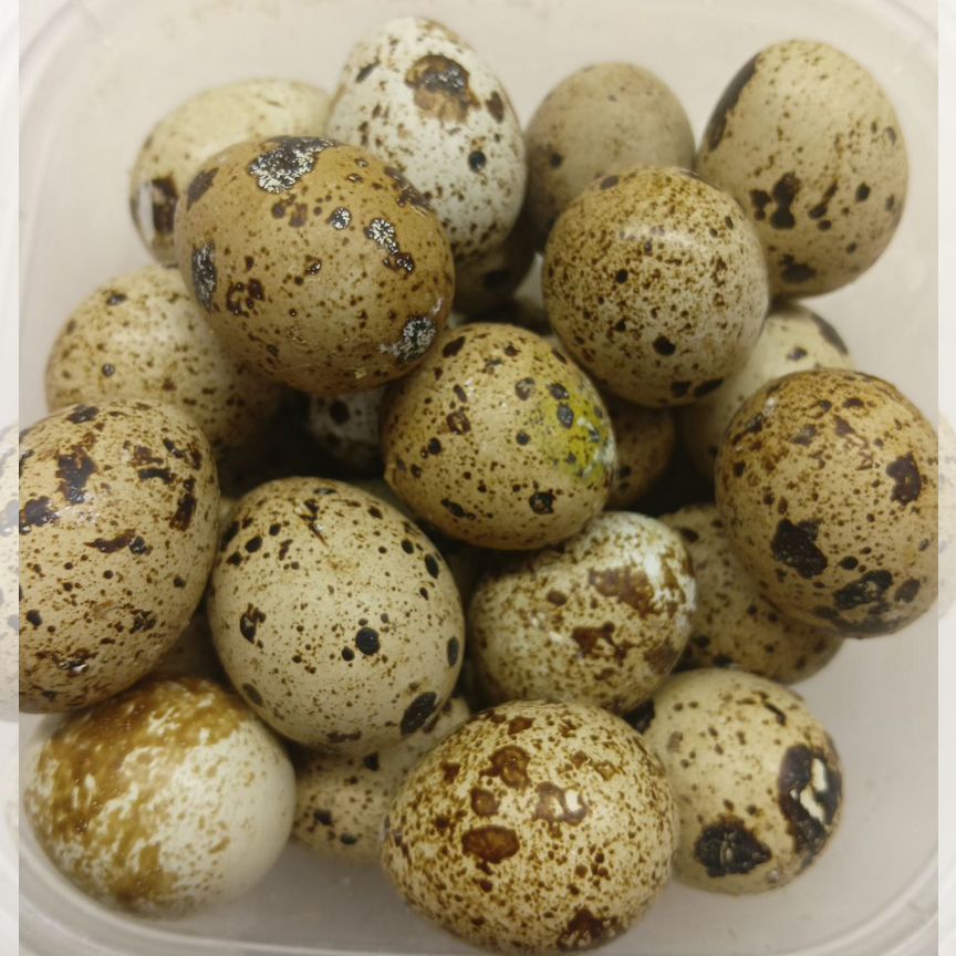 Яйцо перепелиное домашнее