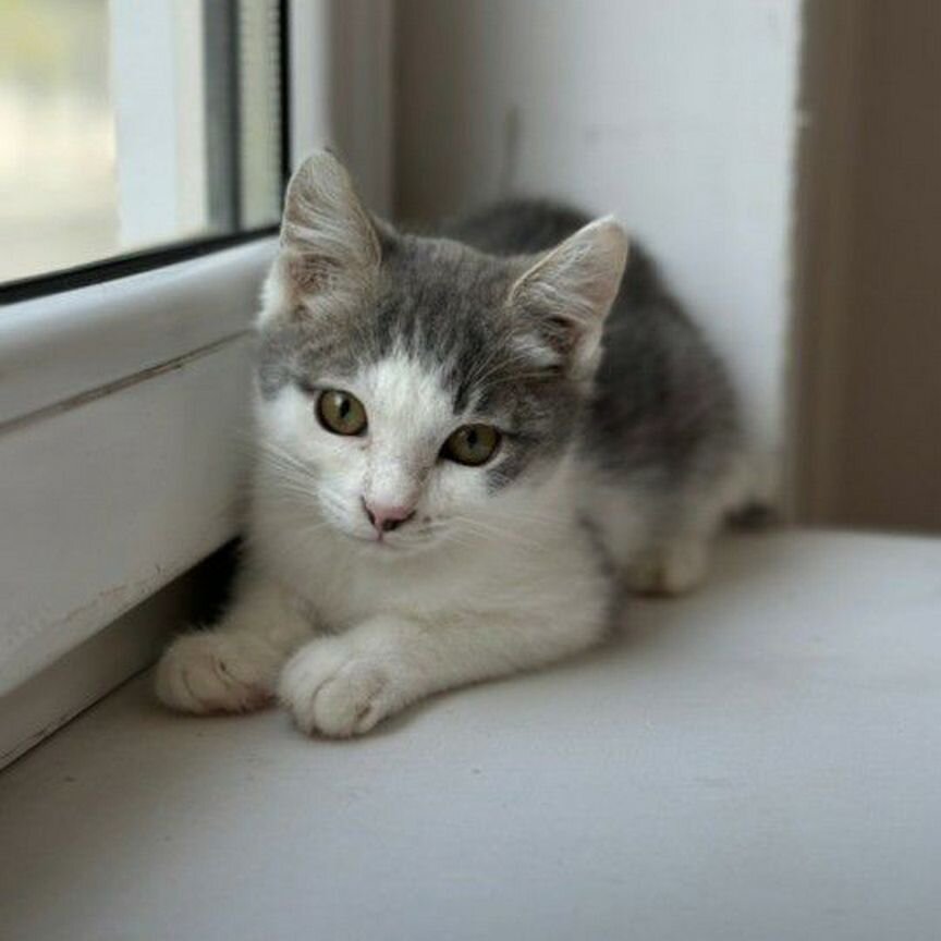 Котёнок с маленьким хвостиком