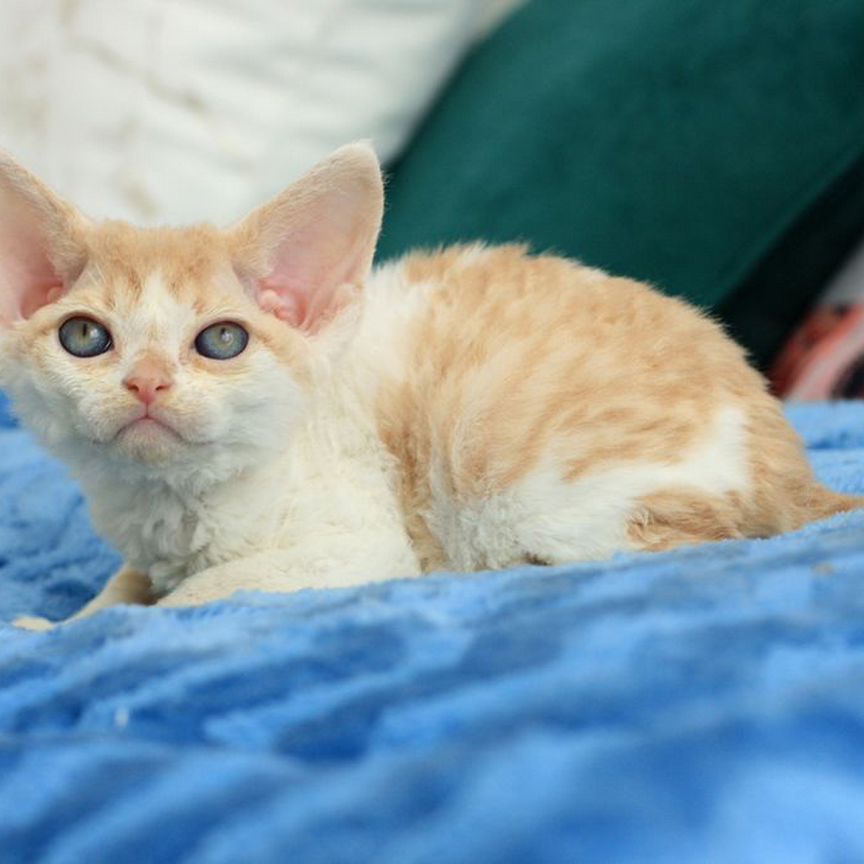 Котенок девон-рекс