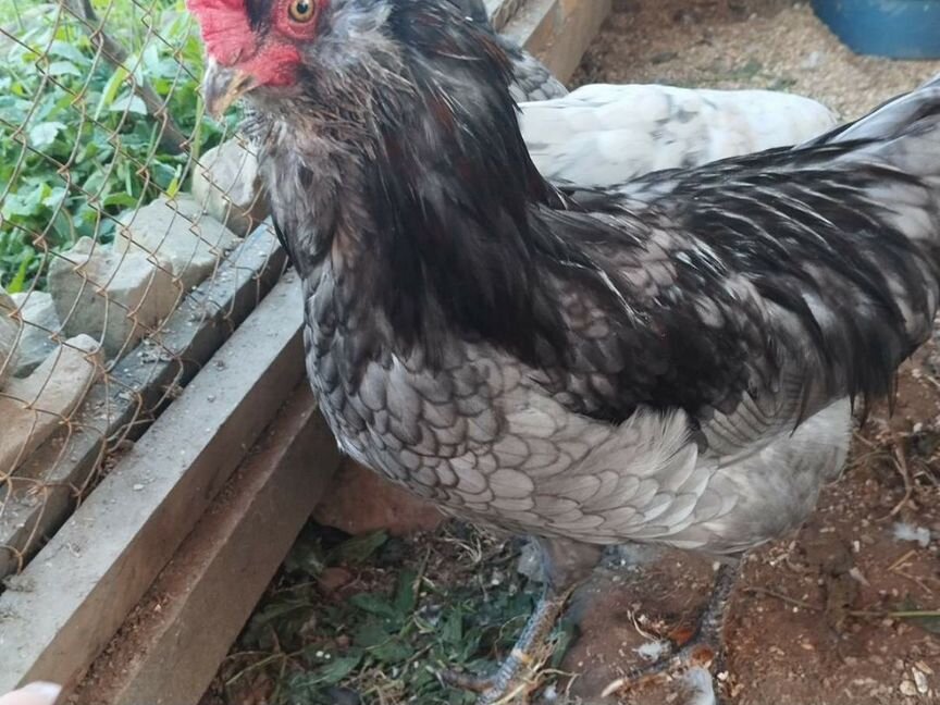 Петушки амераукана