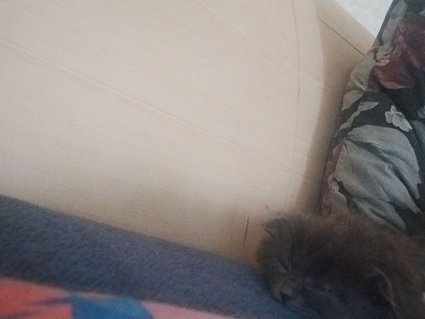 Кошка британец чистокровный