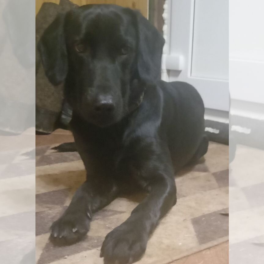 Найдена собака