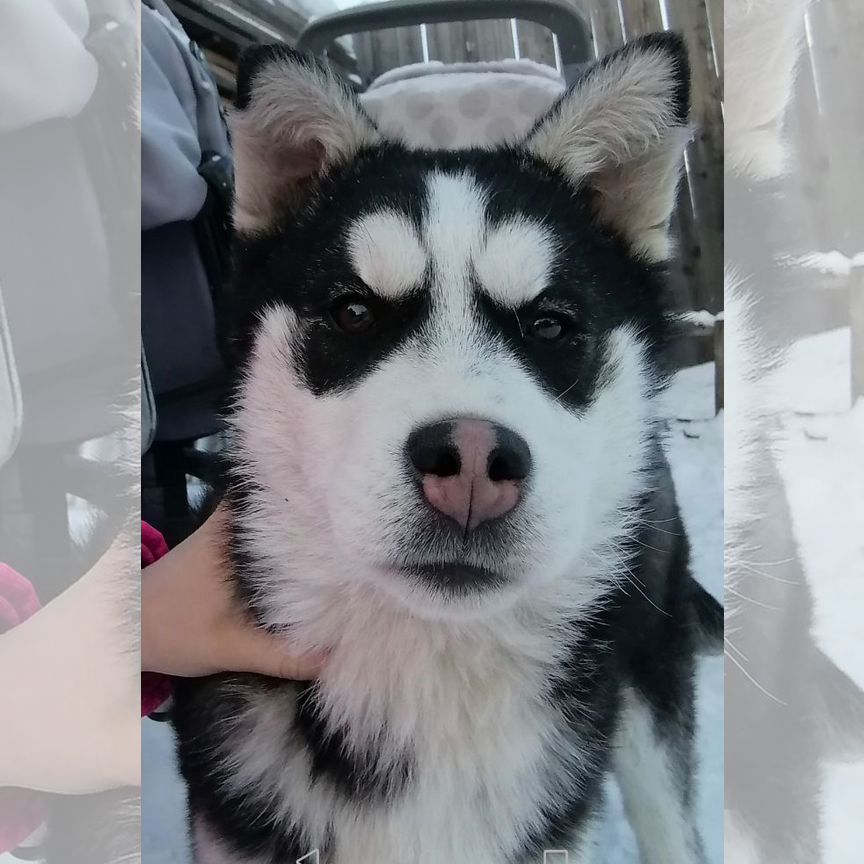 Сибирский хаски, щенок