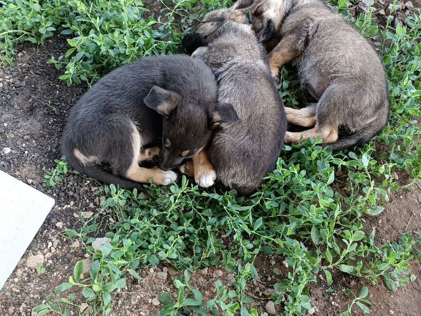 Собаки бесплатно в добрые руки щенки