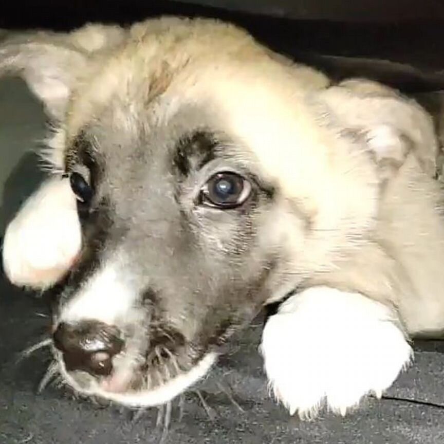 Немецкая овчарка, щенок