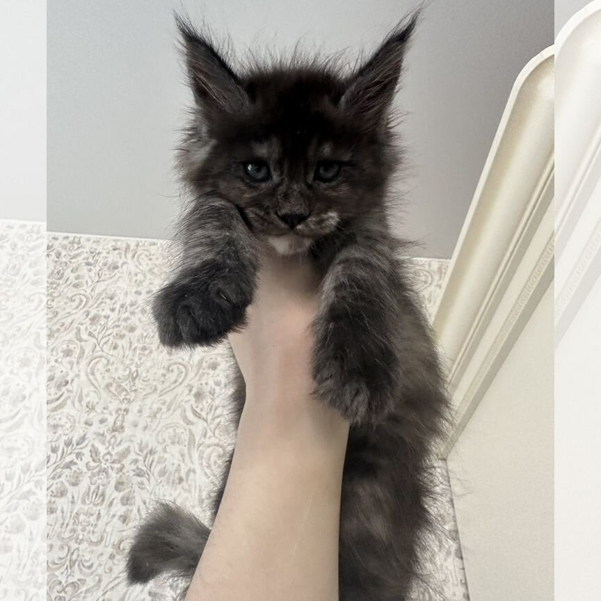 Котята мейкун