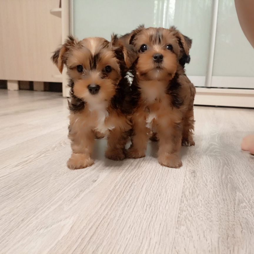 Йоркширский терьер щенки