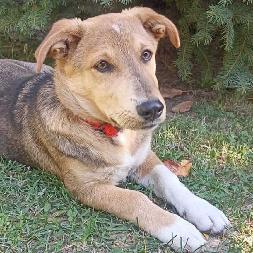 Щенок в добрые руки