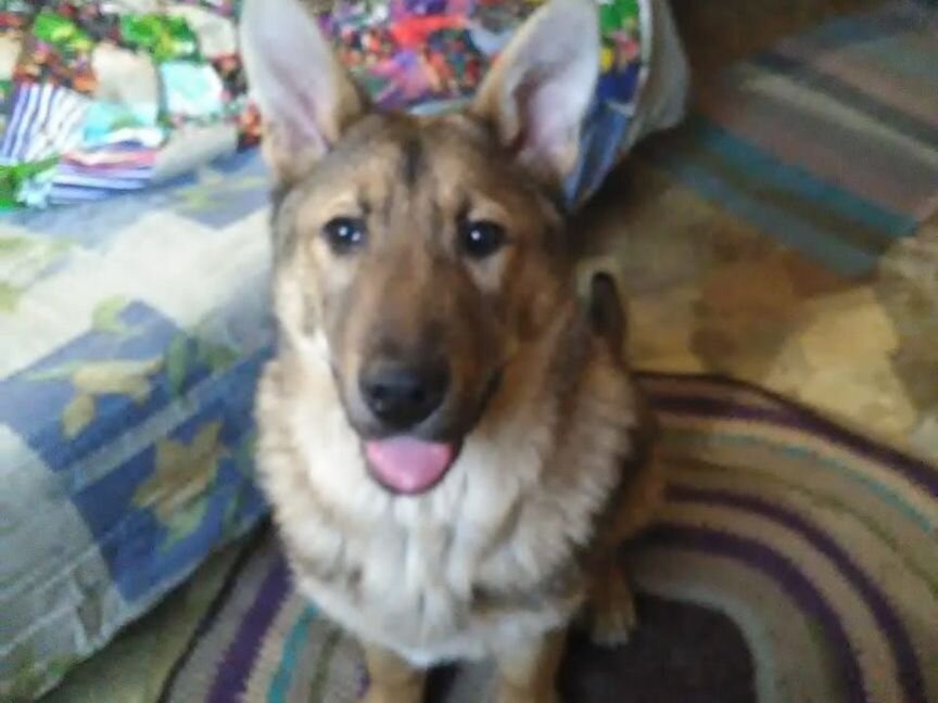 Собака в добрые руки