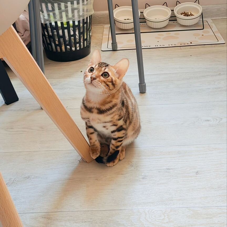 Бенгальские котята