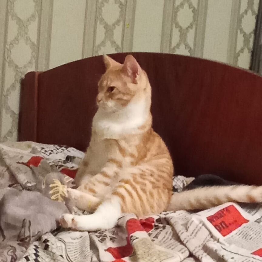 Отдам в добрые руки