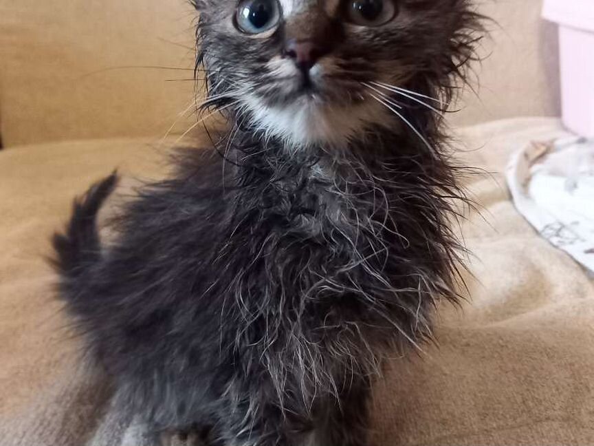 Котик найденыш
