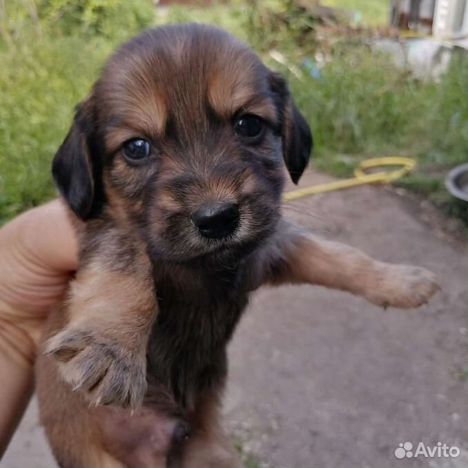 Щенки таксы и спаниеля
