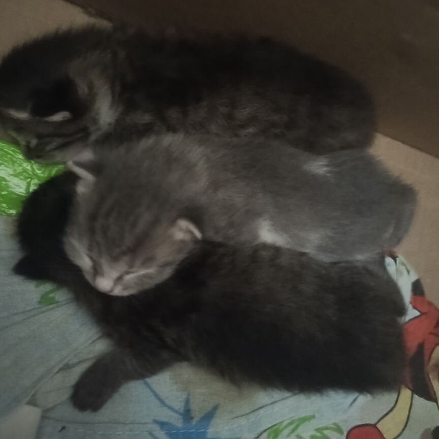 Котёнок в добрые руки